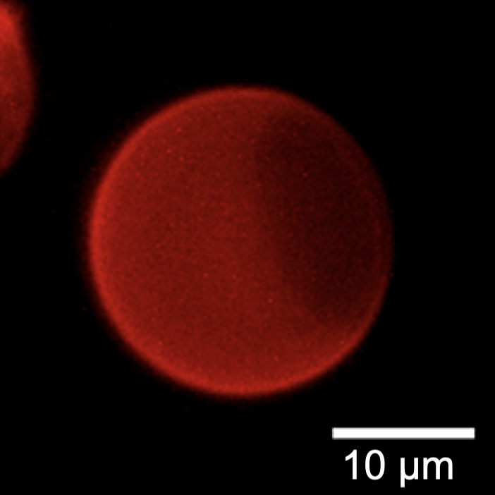 Research – Contini Lab