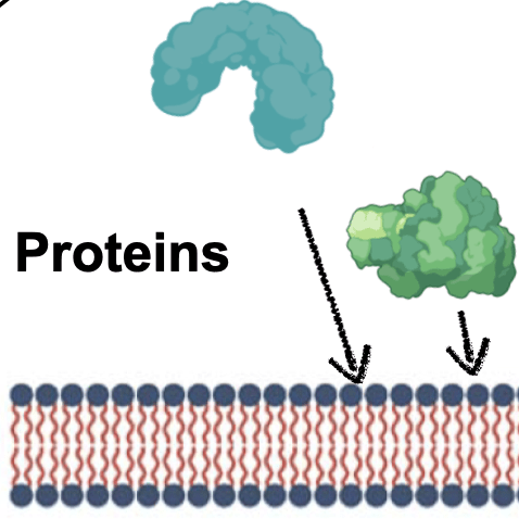 Membrane Biophysics – Contini Lab