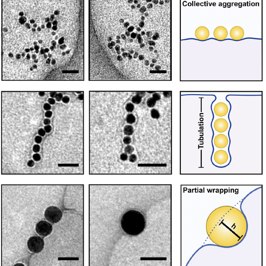 Membrane Biophysics – Contini Lab