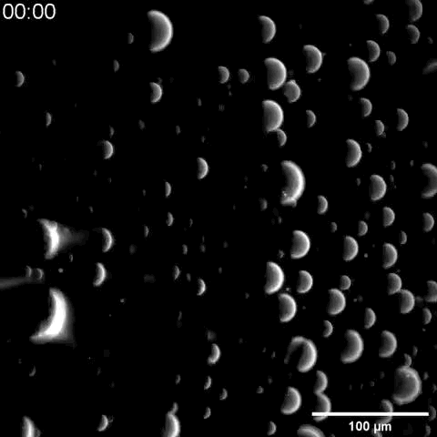 Research – Contini Lab