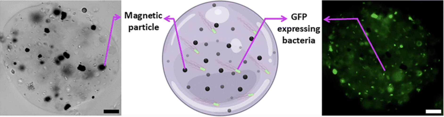 BioHybrids – Contini Lab